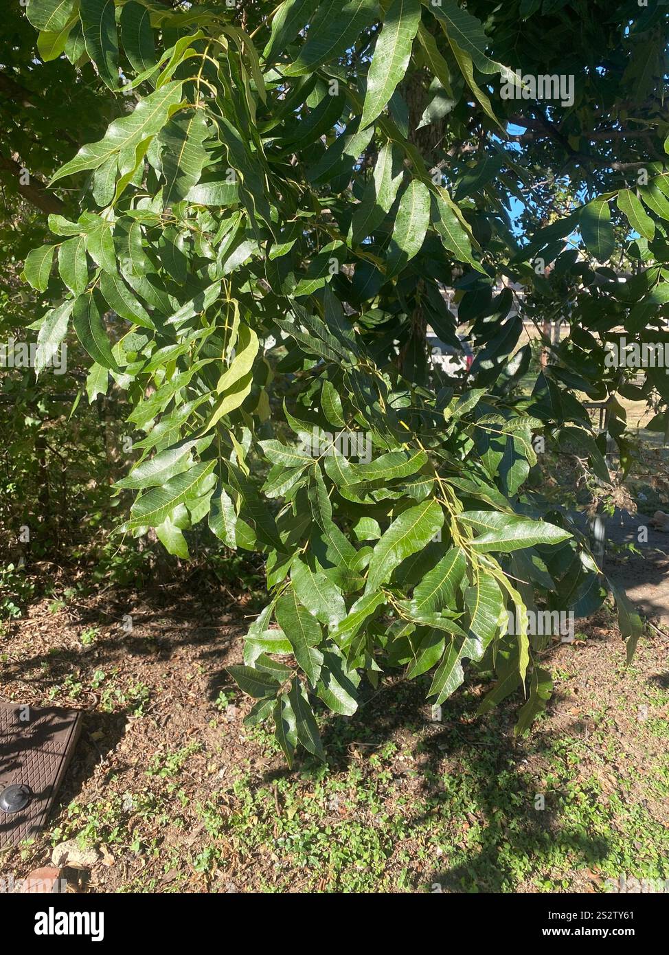 pecan (Carya illinoinensis Stock Photo - Alamy