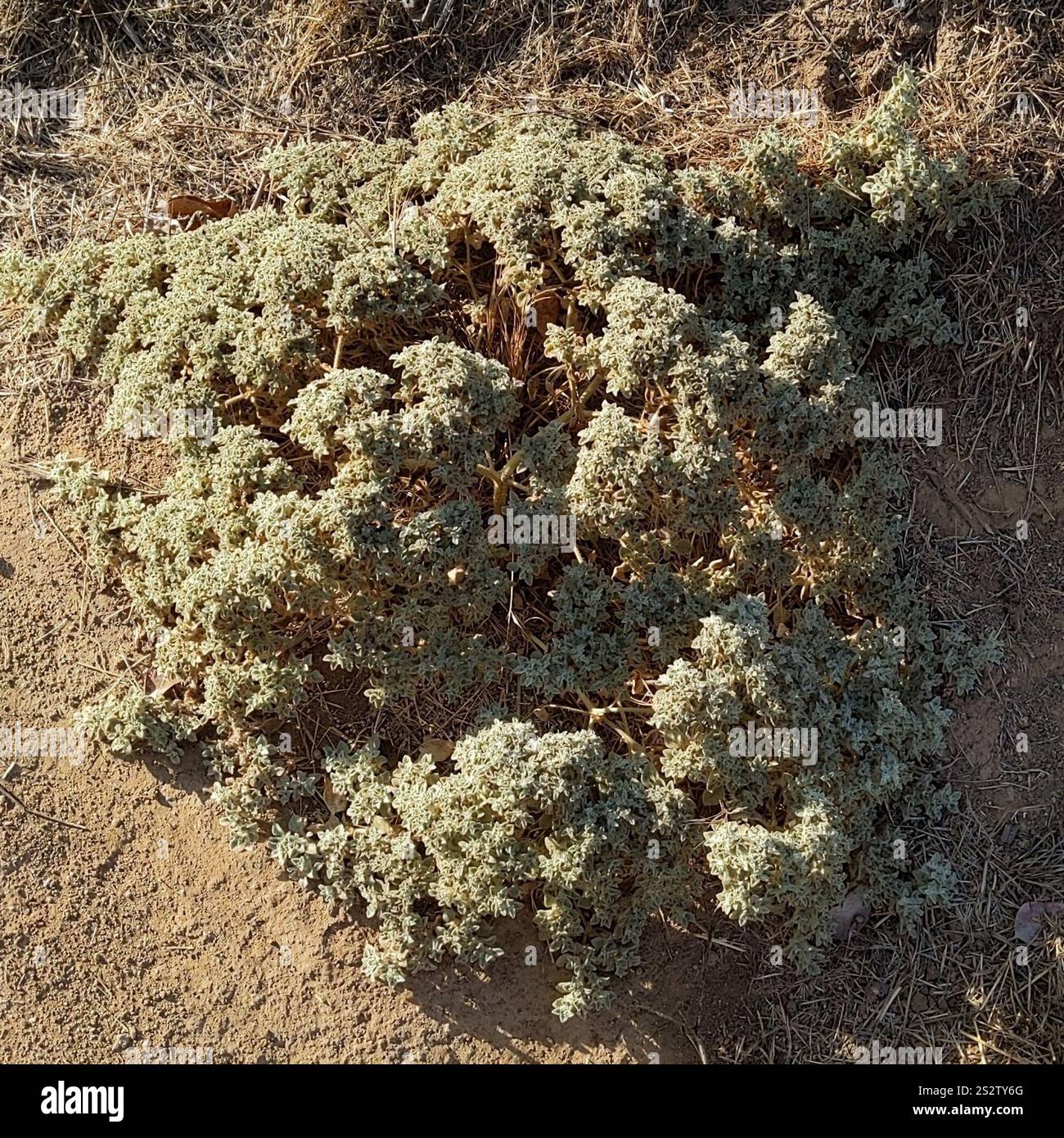 Setiger hi-res stock photography and images - Alamy