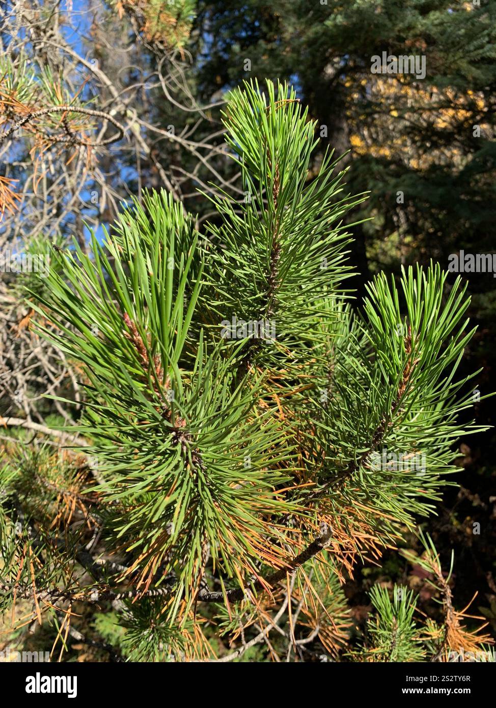 lodgepole pine (Pinus contorta Stock Photo - Alamy