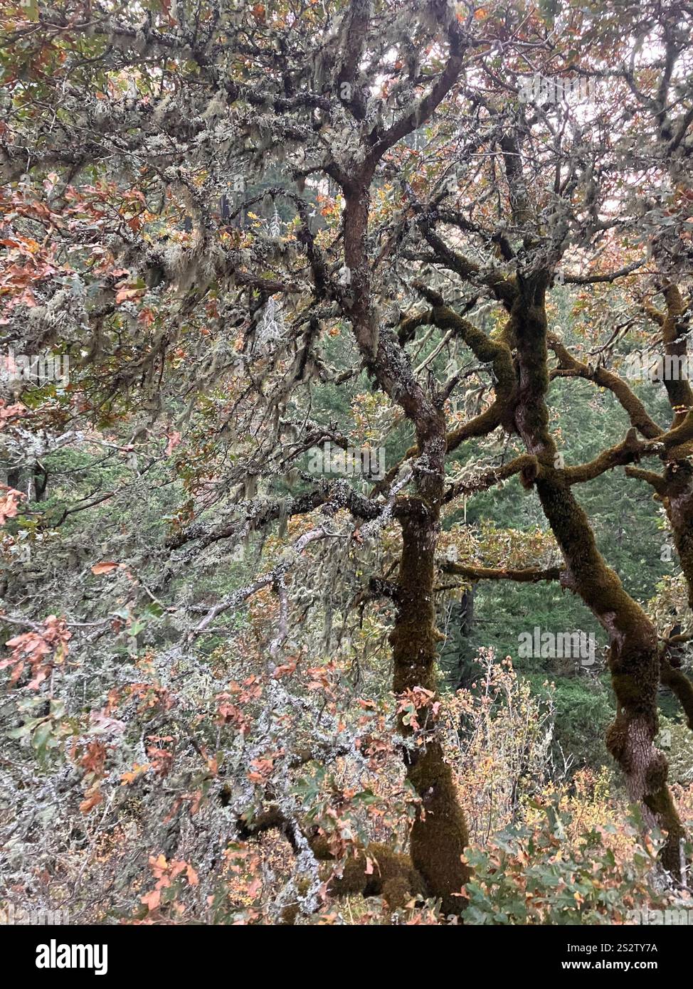 Oregon oak (Quercus garryana Stock Photo - Alamy