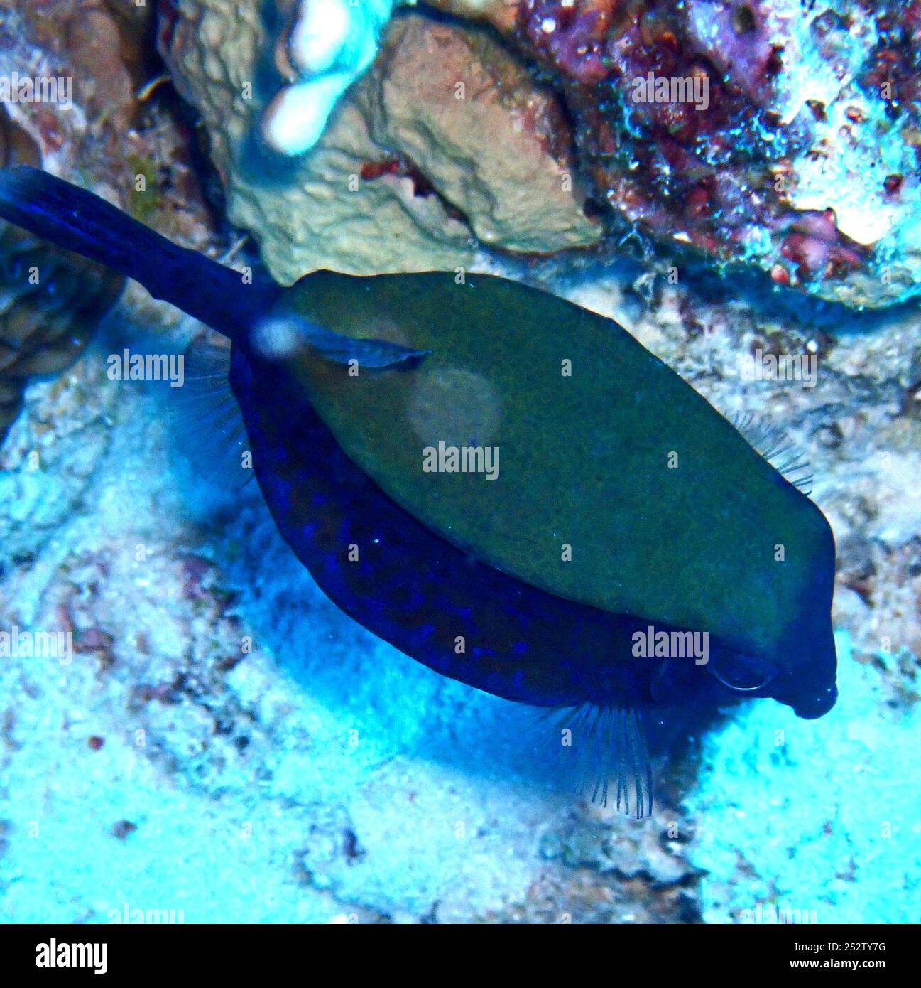 Bluetail Boxfish (Ostracion cyanurus Stock Photo - Alamy