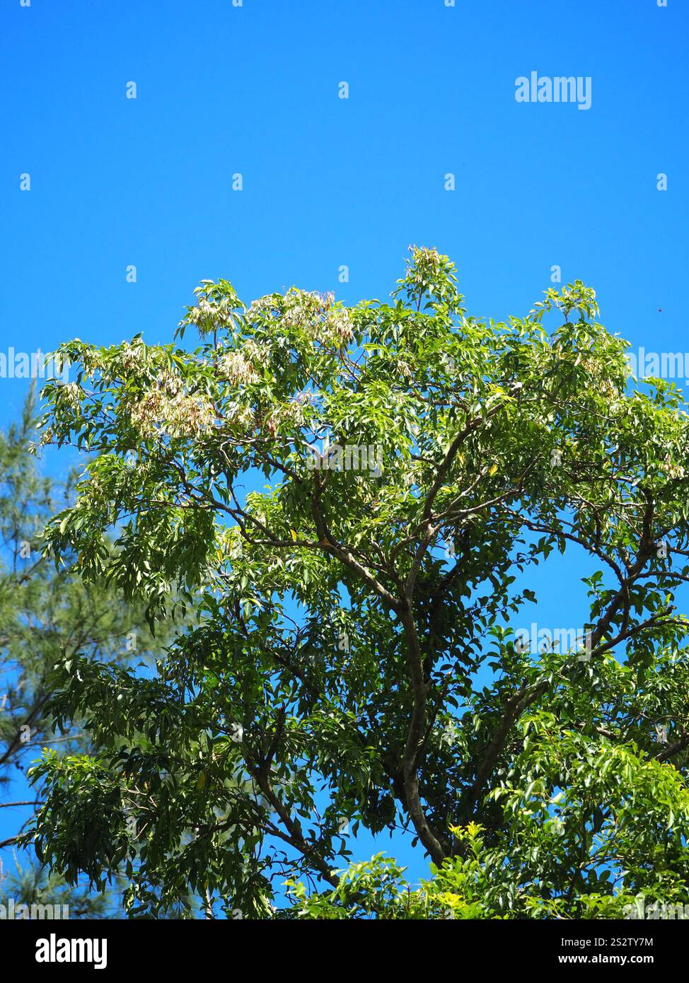 Evergreen tropical ash (Fraxinus griffithii Stock Photo - Alamy