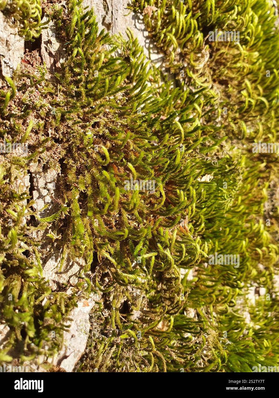 squirrel-tail moss (Leucodon sciuroides Stock Photo - Alamy