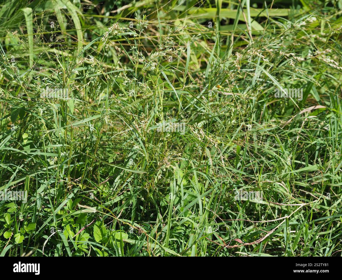 Glutene-rice Grass (Apluda mutica Stock Photo - Alamy