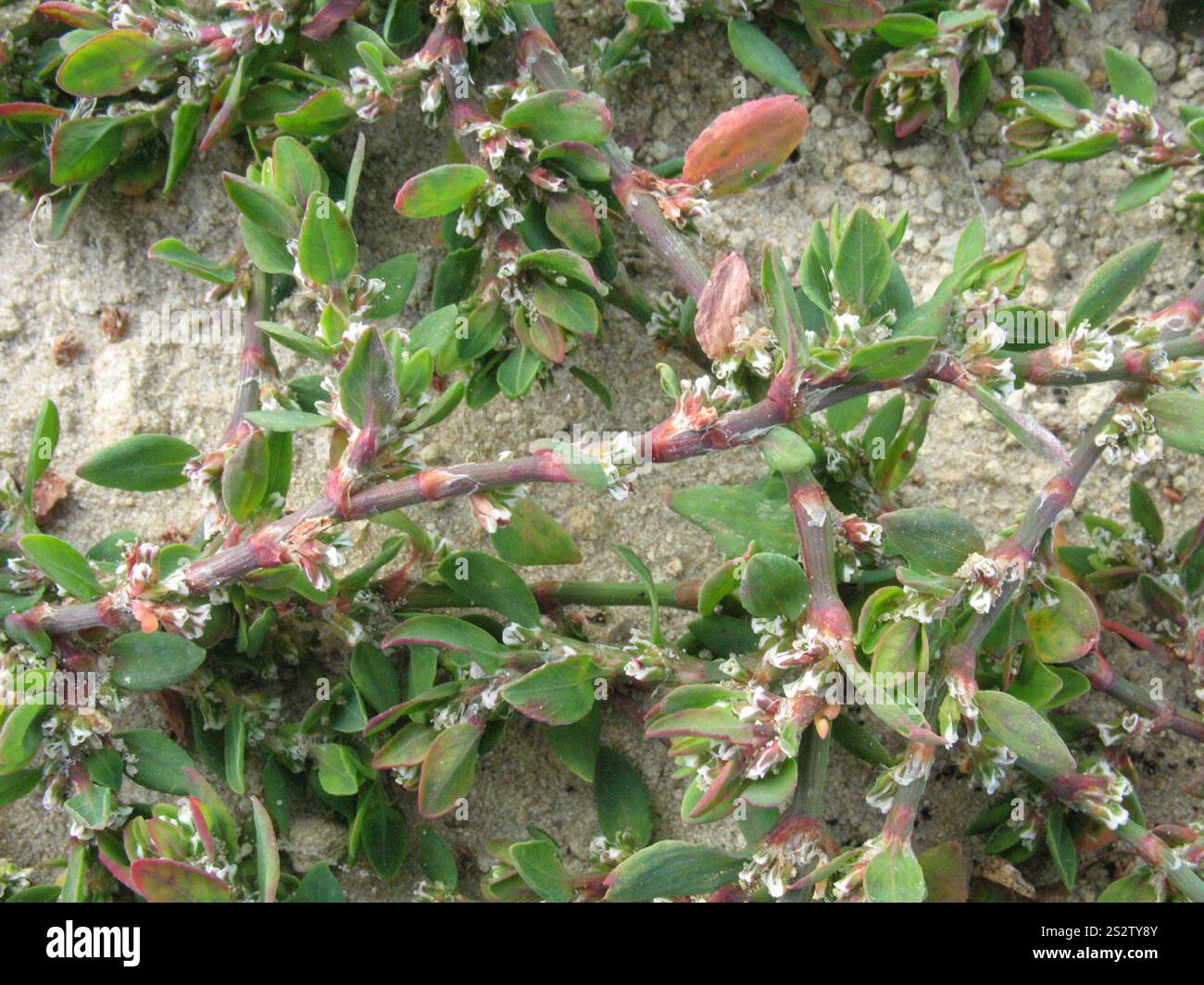 Oval Leaf Knotweed (Polygonum arenastrum Stock Photo - Alamy