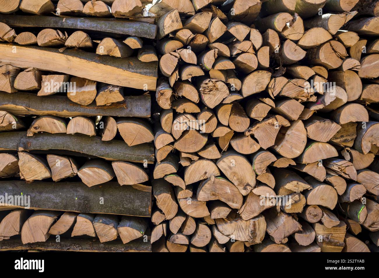 Trees in a forest were cut down during timber work. Natural, energy ...