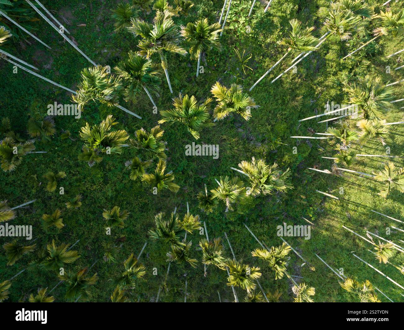 Aerial photography of betel nut plantation in Tunchang, Hainan Province ...