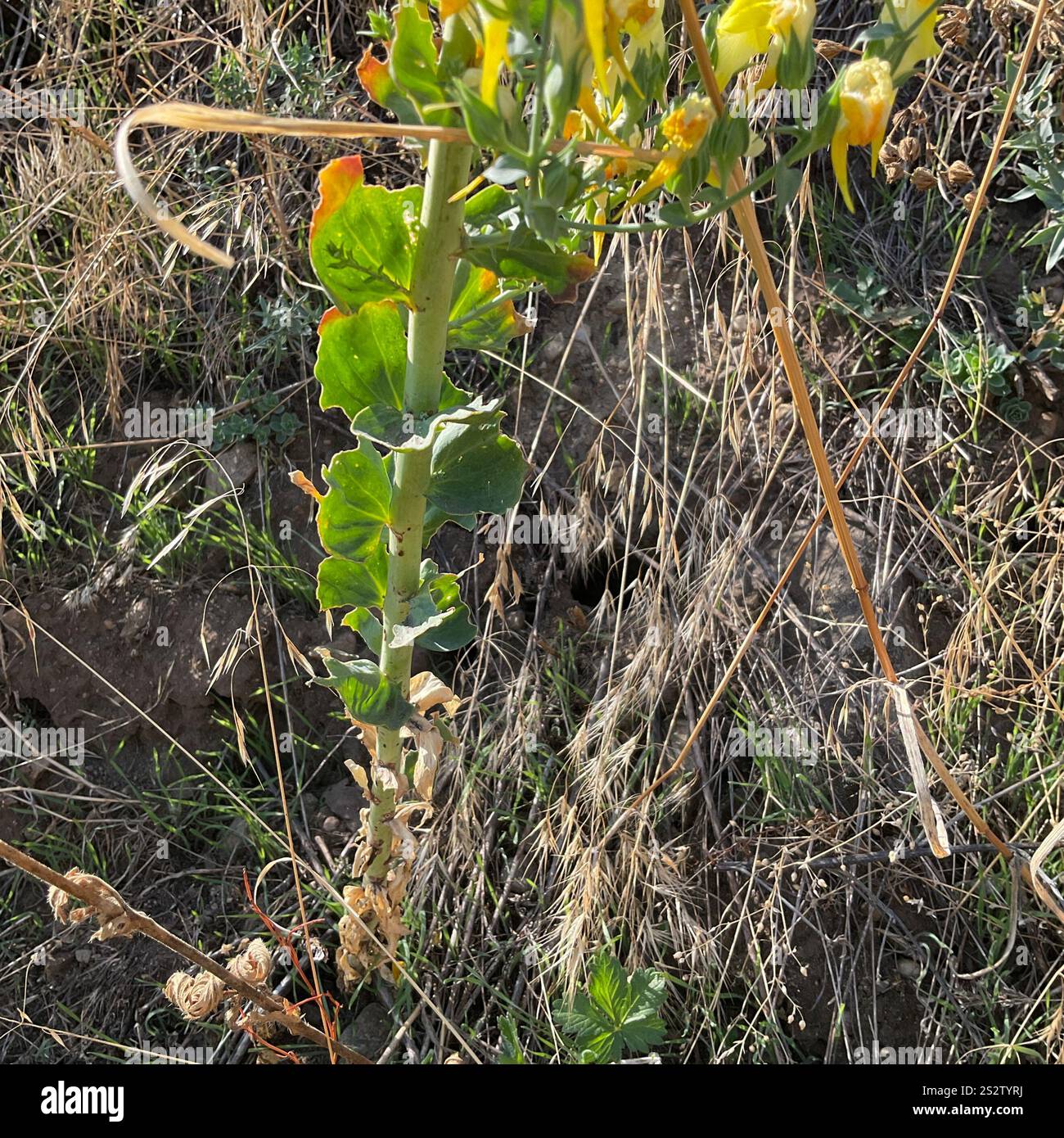 Balkan toadflax (Linaria dalmatica Stock Photo - Alamy