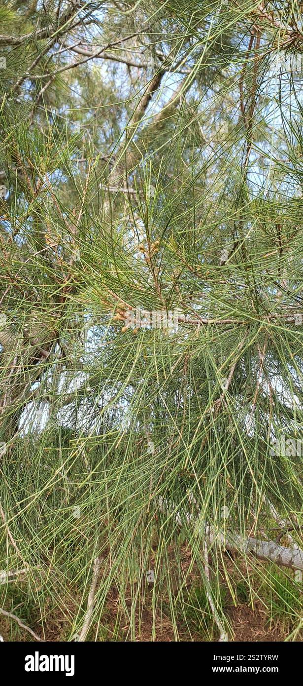 River sheoak (Casuarina cunninghamiana Stock Photo - Alamy