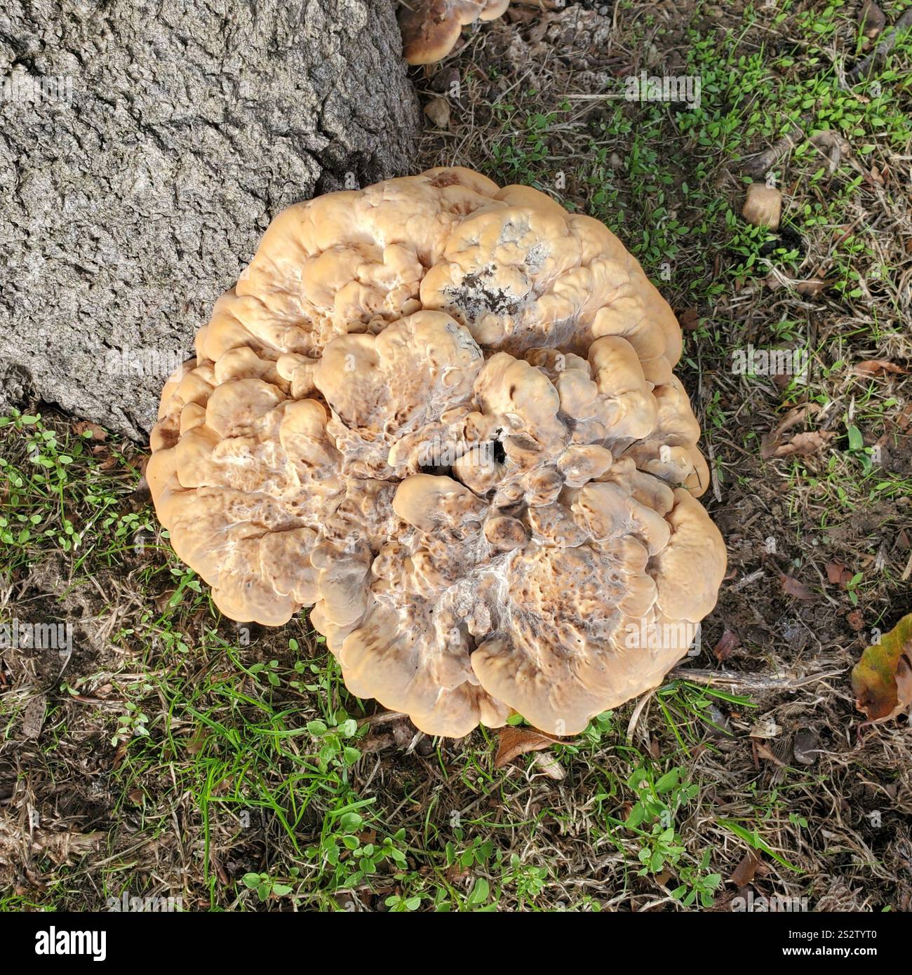 Giant Polypore (Meripilus giganteus Stock Photo - Alamy