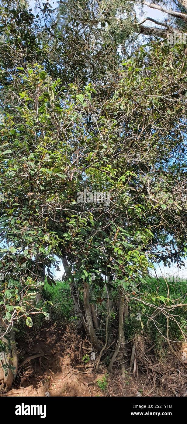 Kamala (Mallotus philippensis Stock Photo - Alamy