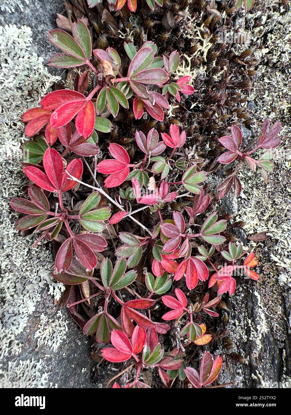 three-toothed cinquefoil (Sibbaldiopsis tridentata Stock Photo - Alamy