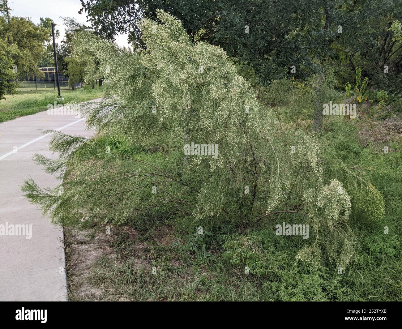 Poverty Weed (Baccharis neglecta Stock Photo - Alamy