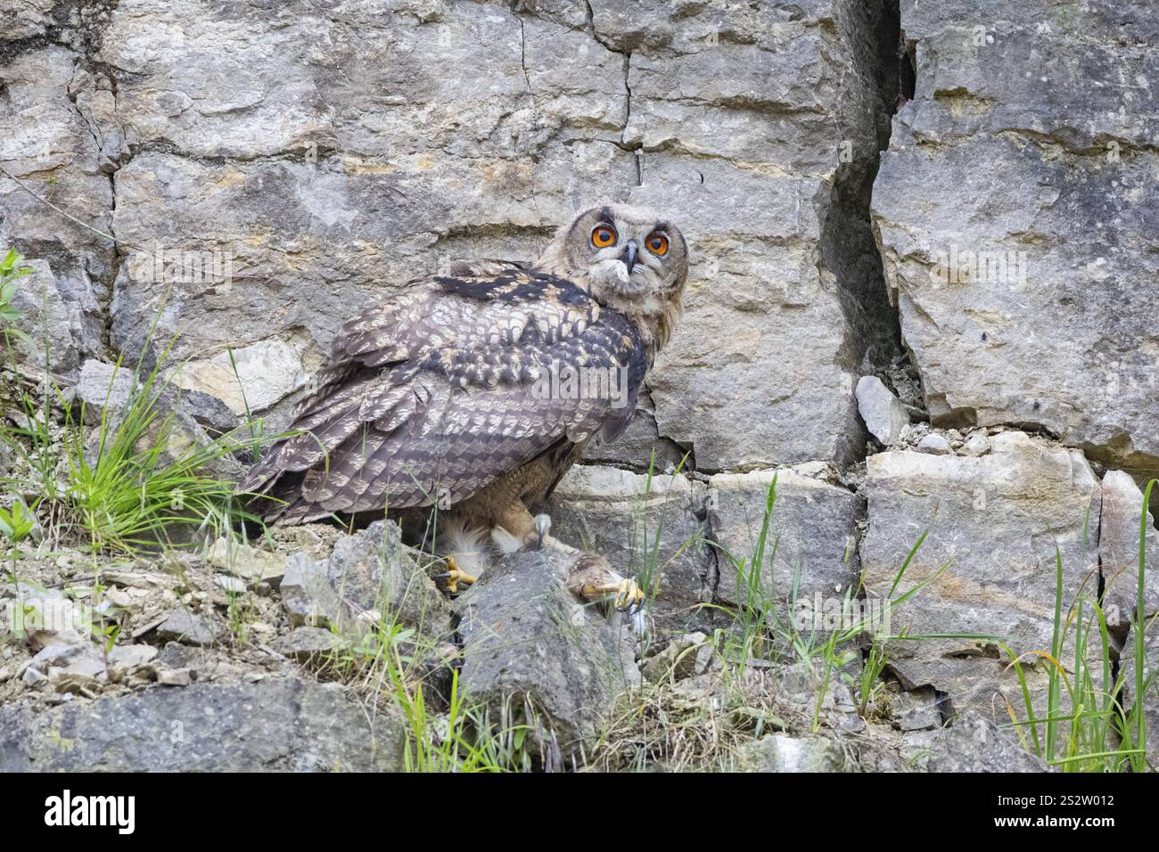 Eurasian Eagle-owl (Bubo bubo) young birds in the rock face crested ...