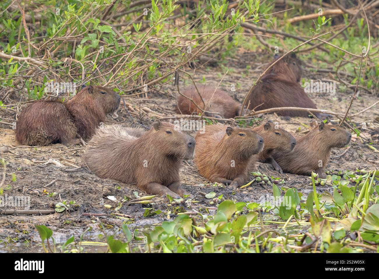 Capybara or capybara (Hydrochoerus hydrochaeris), several animals ...