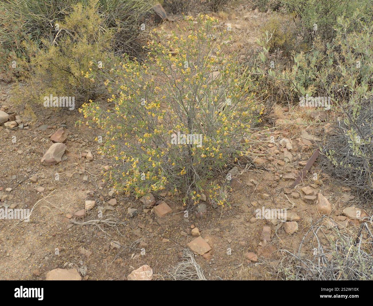 Saffron Curryflower (Lasiosiphon deserticola Stock Photo - Alamy