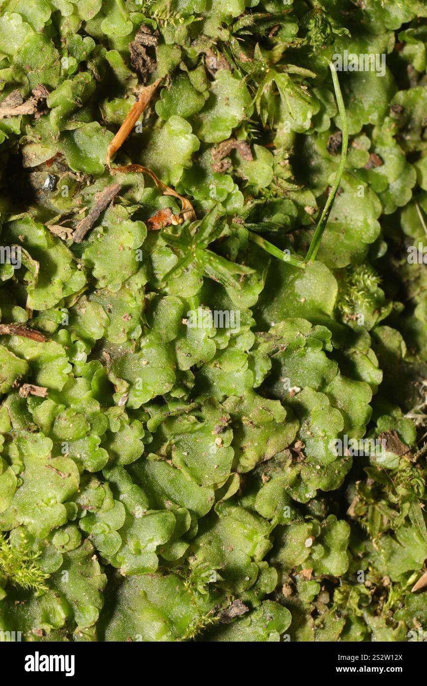 common pellia (Pellia epiphylla Stock Photo - Alamy