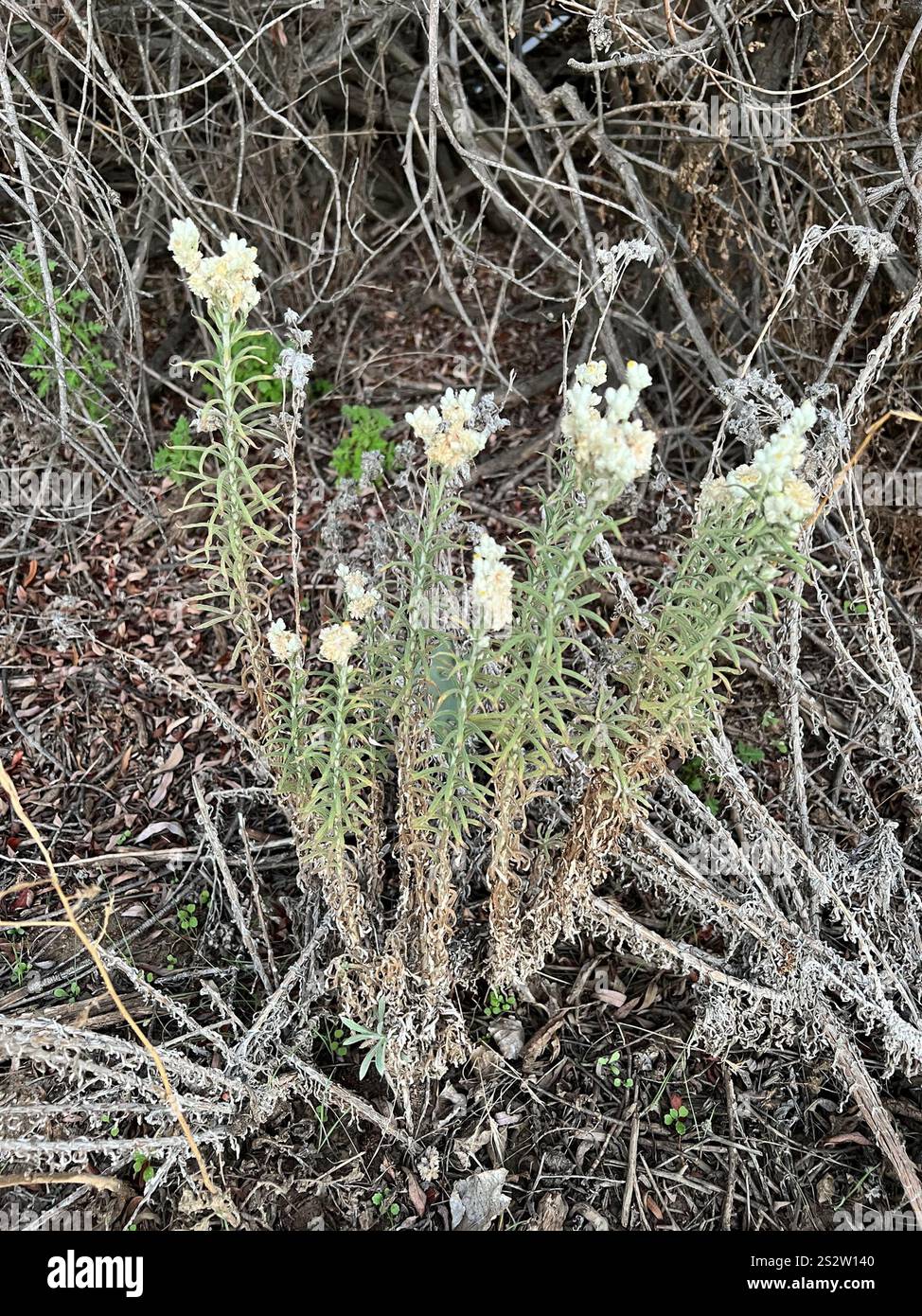 white rabbit-tobacco (Pseudognaphalium leucocephalum Stock Photo - Alamy