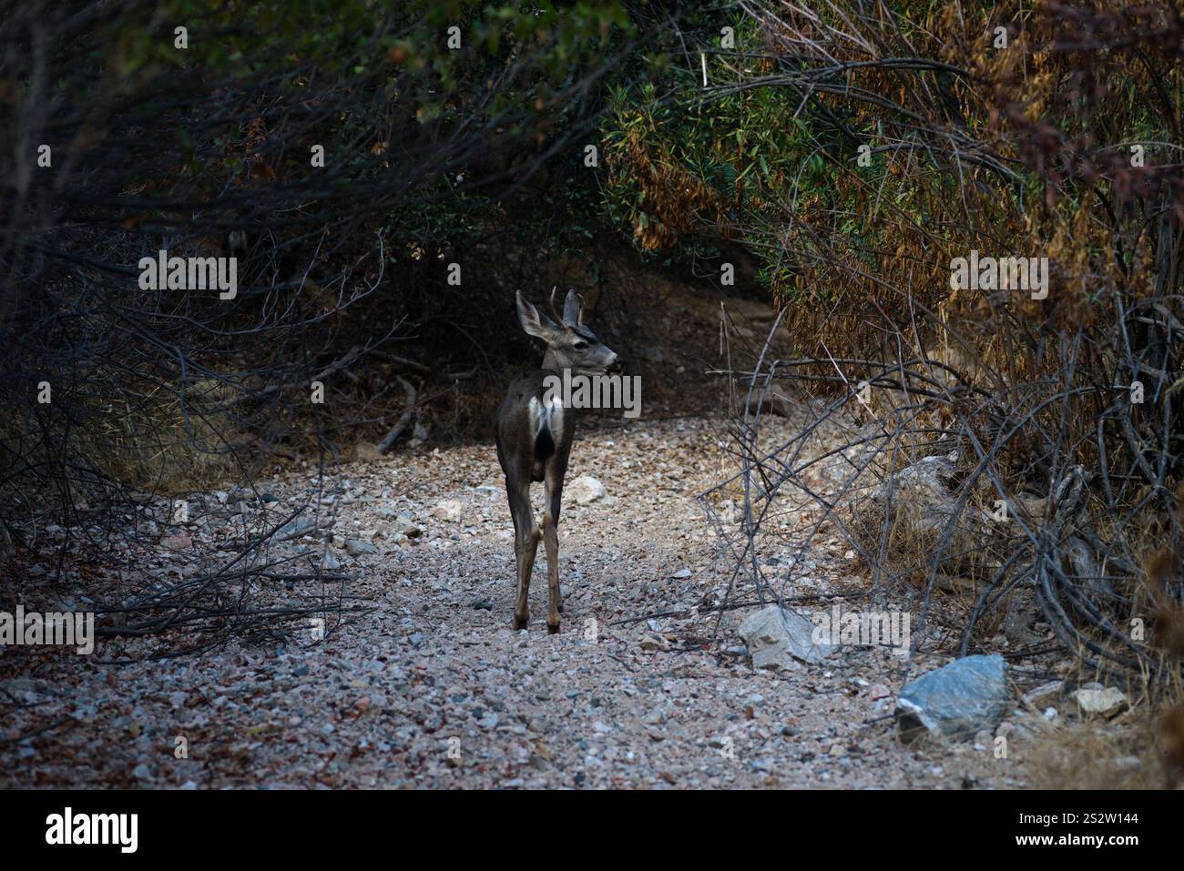 California Mule Deer (Odocoileus hemionus californicus Stock Photo - Alamy