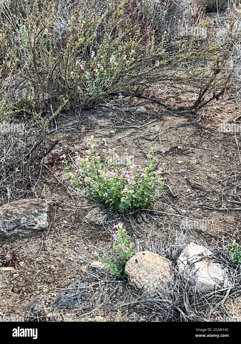 Wishbone Bush (Mirabilis laevis Stock Photo - Alamy