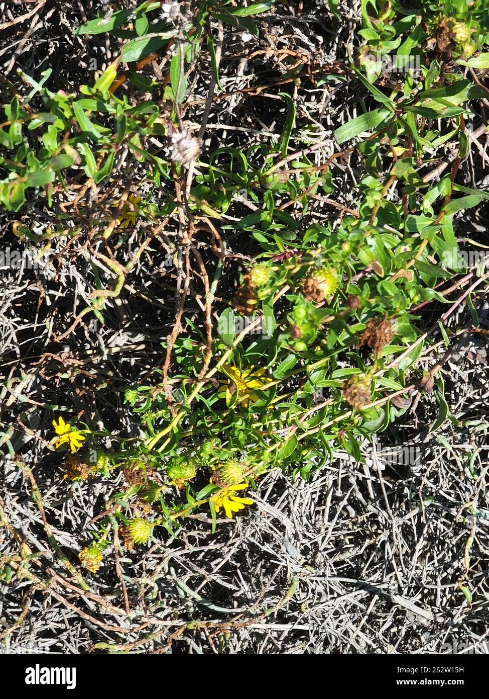 Oregon Gumplant (Grindelia stricta Stock Photo - Alamy
