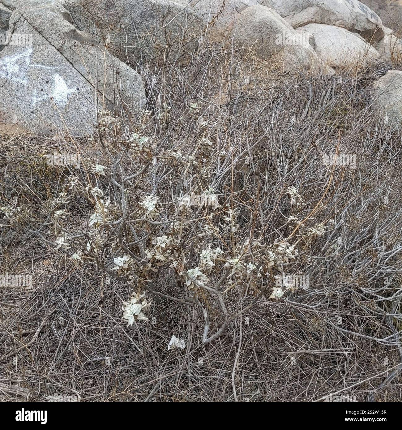 Brittlebush (Encelia farinosa Stock Photo - Alamy