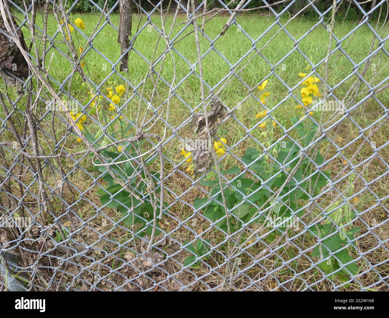Showy Rattlebox (Crotalaria spectabilis Stock Photo - Alamy