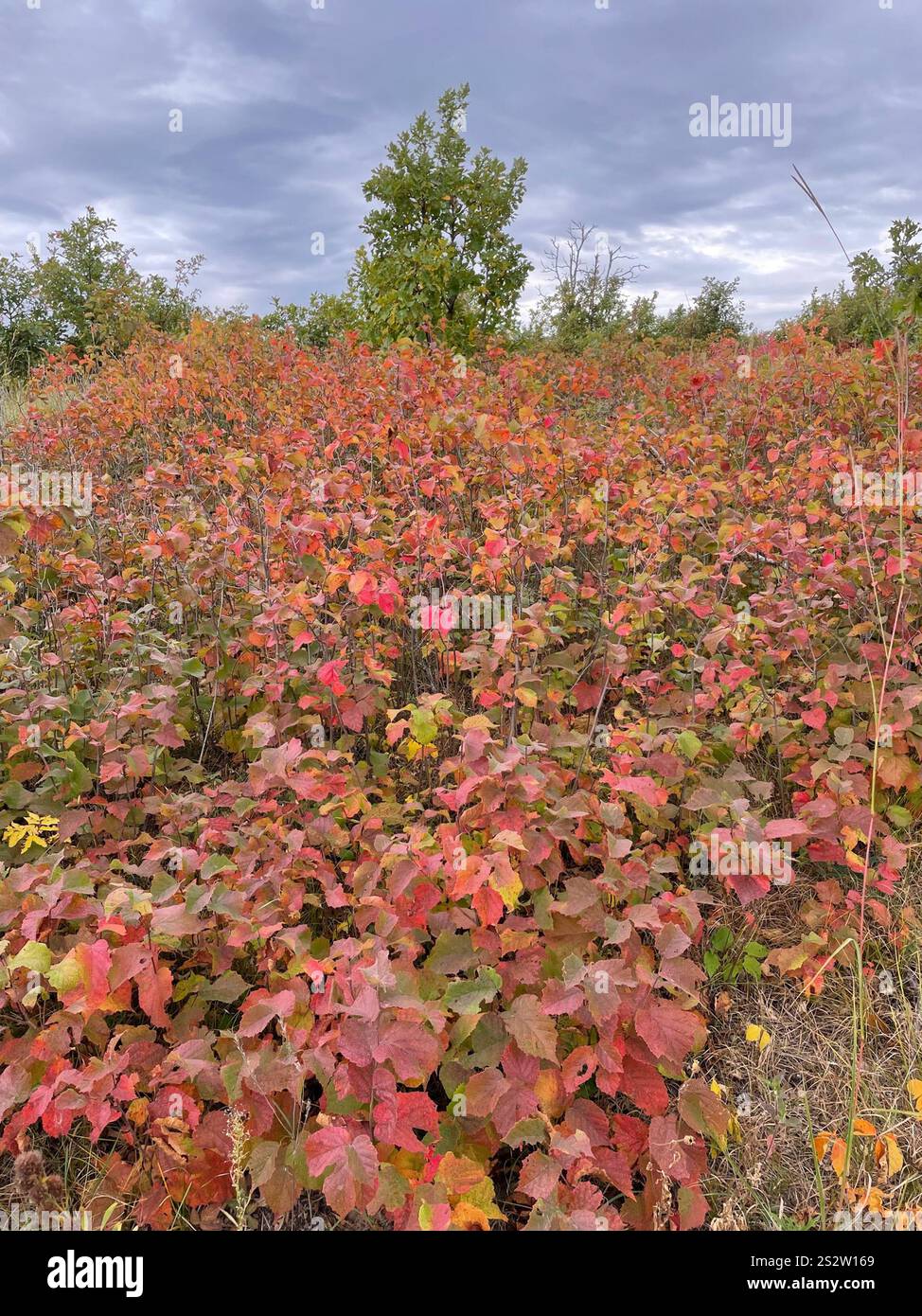 American hazelnut (Corylus americana Stock Photo - Alamy