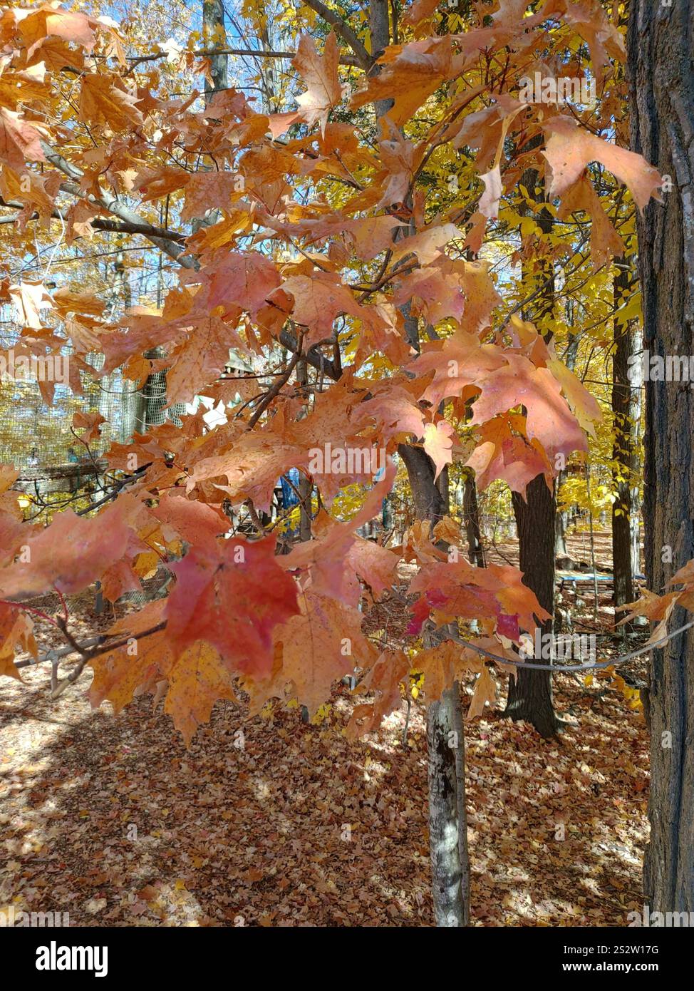 sugar maple (Acer saccharum Stock Photo - Alamy