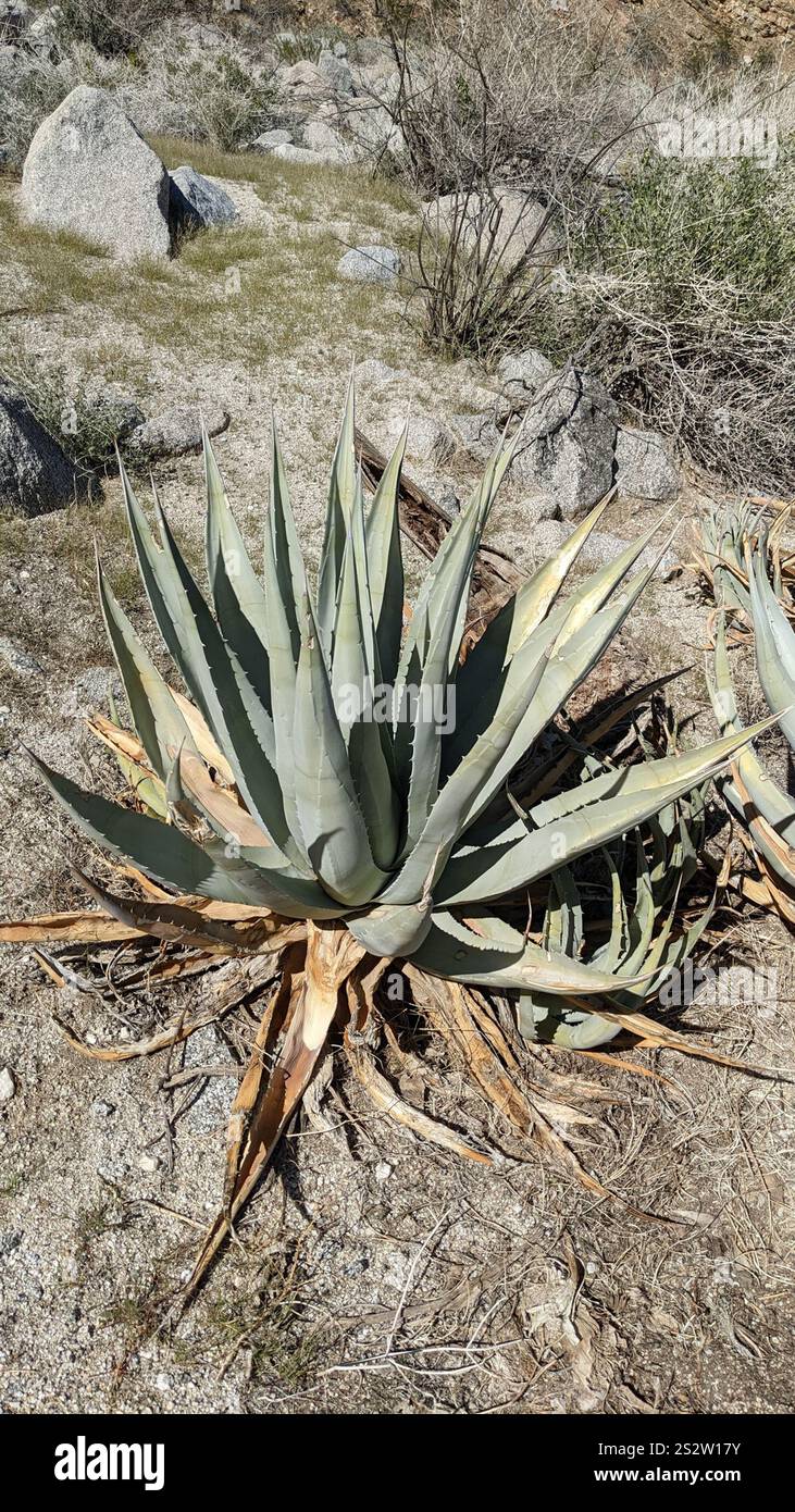 desert agave (Agave deserti Stock Photo - Alamy