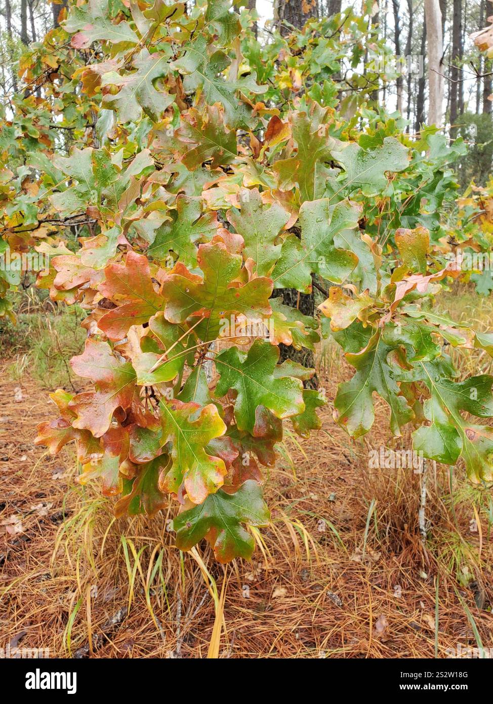 post oak (Quercus stellata Stock Photo - Alamy