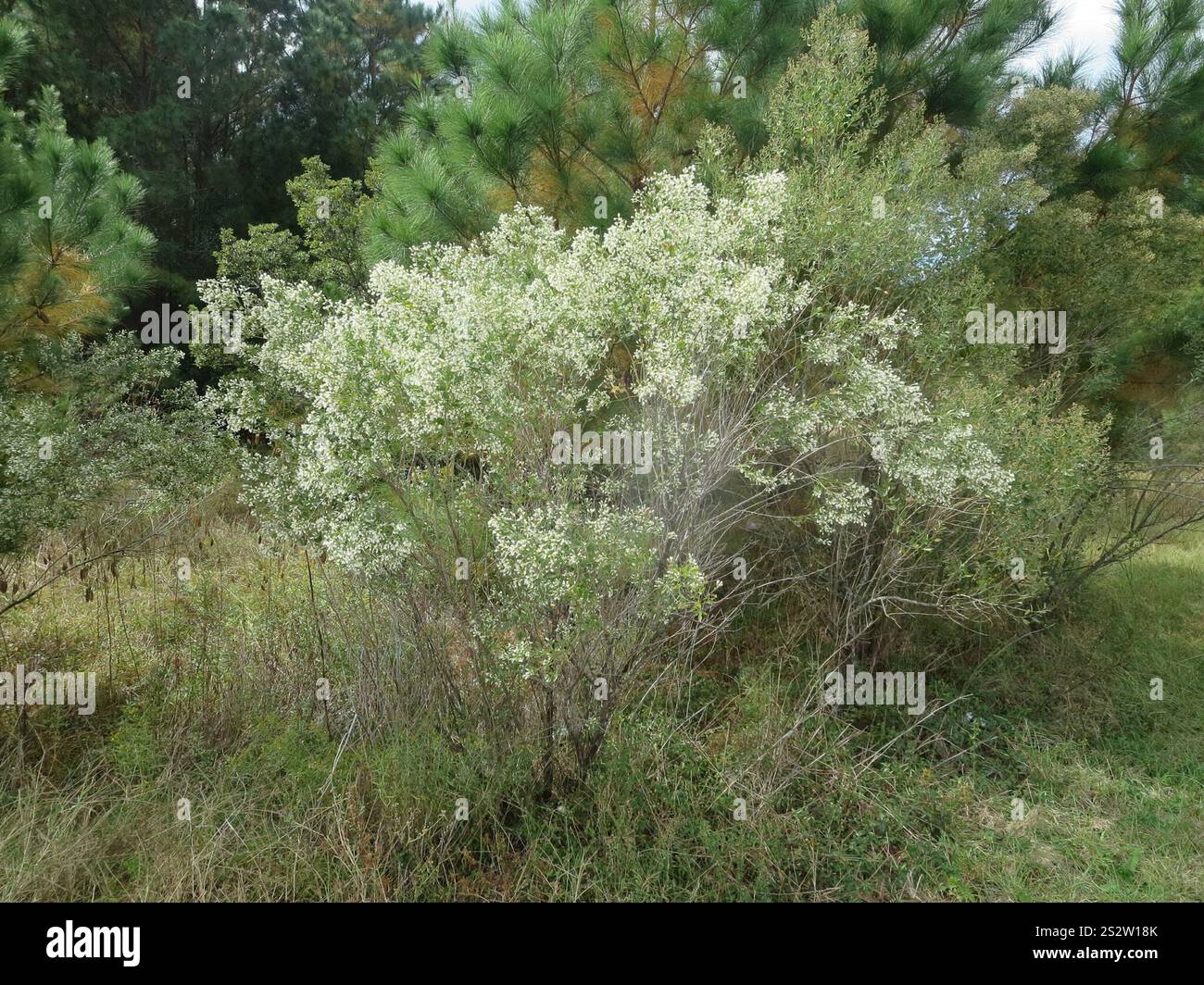 groundsel tree (Baccharis halimifolia Stock Photo - Alamy