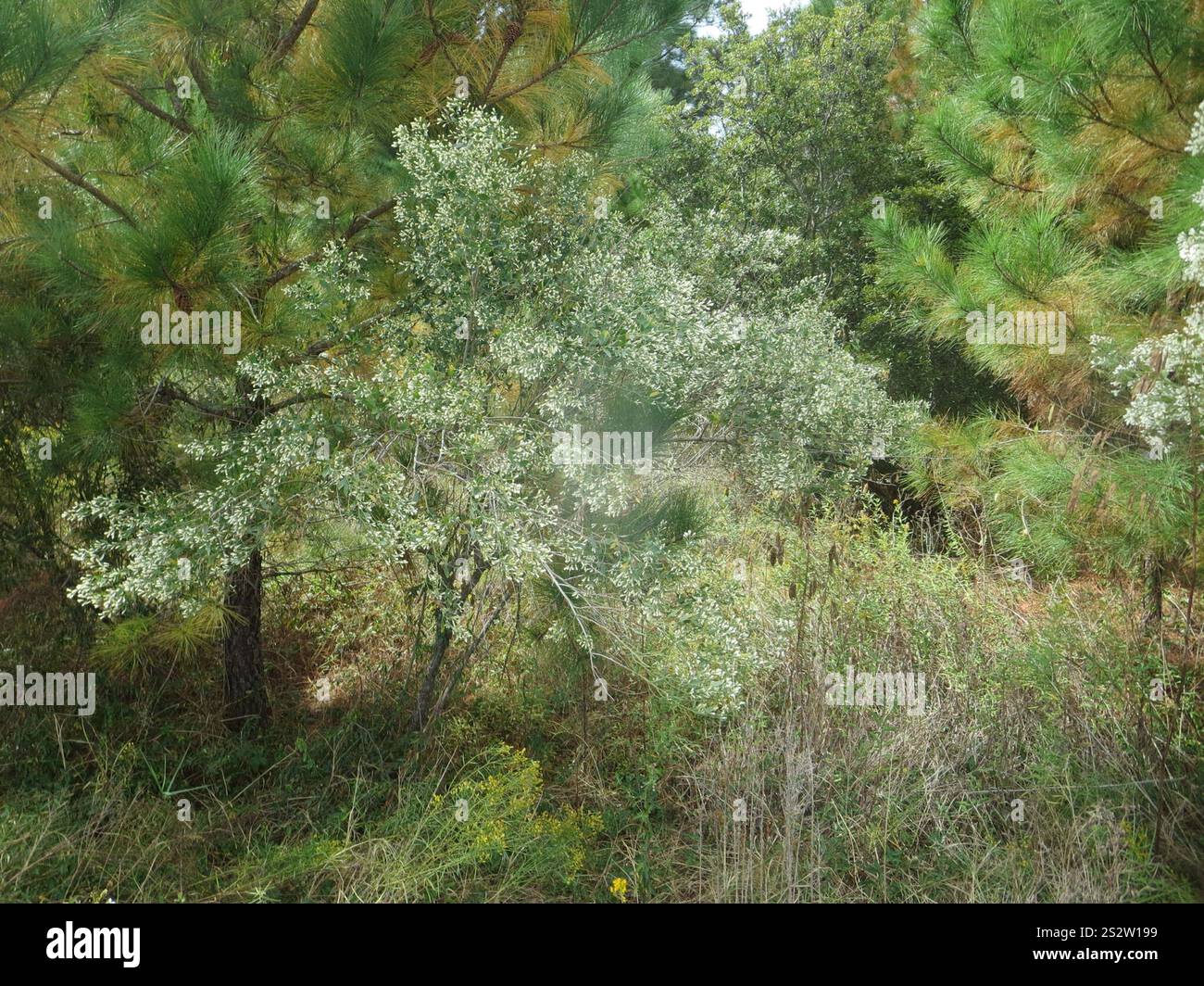 groundsel tree (Baccharis halimifolia Stock Photo - Alamy