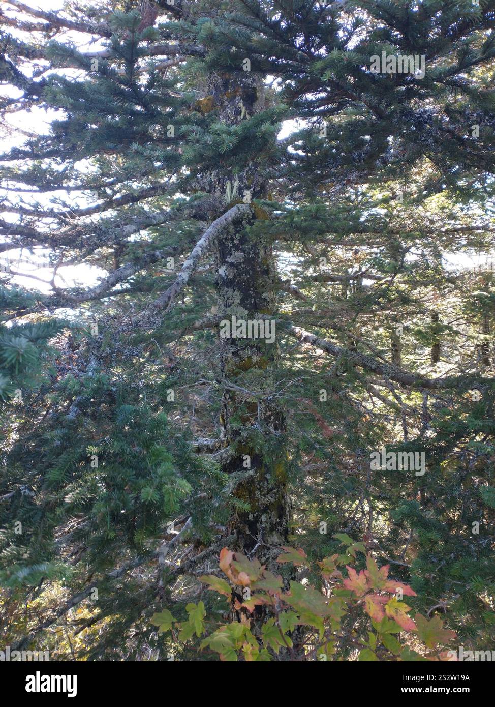 Pacific silver fir (Abies amabilis Stock Photo - Alamy