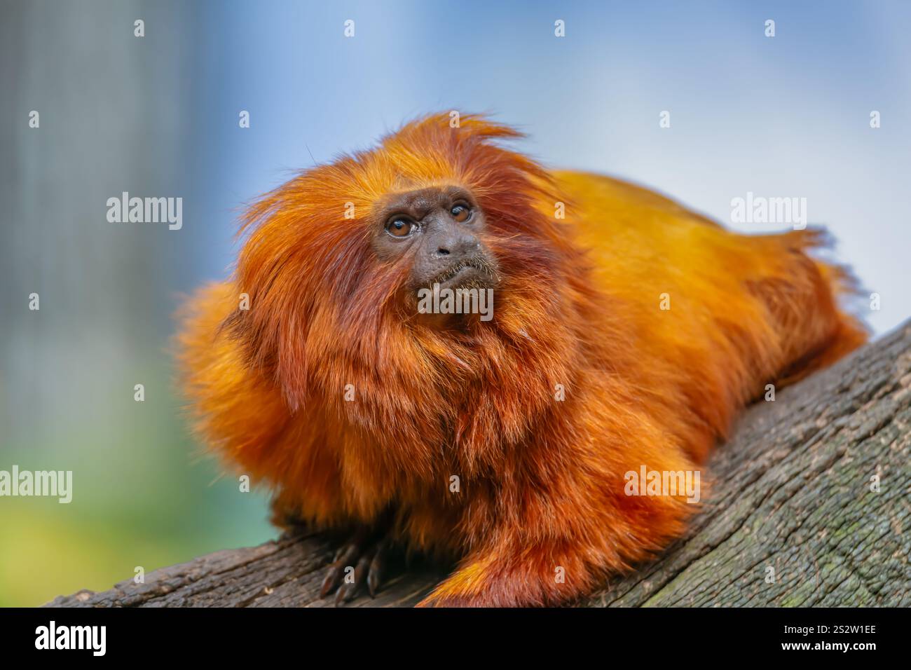 Golden lion tamarins are endangered primarily due to habitat loss and ...