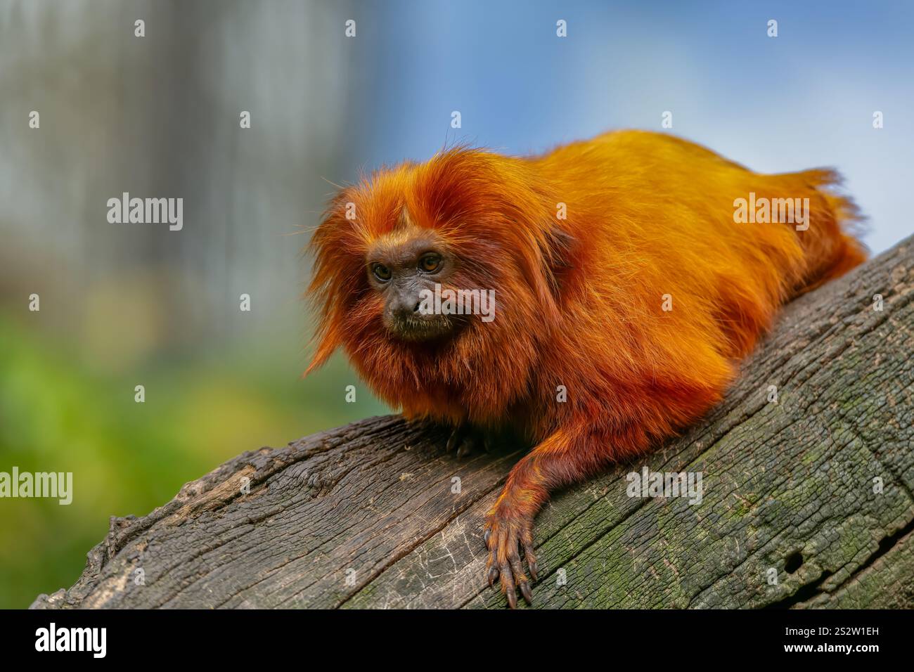 Golden lion tamarins are endangered primarily due to habitat loss and ...