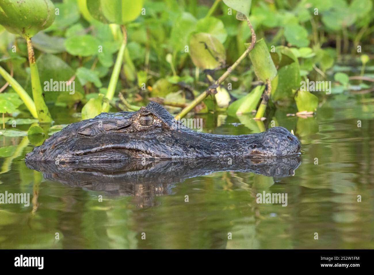 Spectacled caiman (Caiman crocodilus yacara), Crocodile (Alligatoridae ...