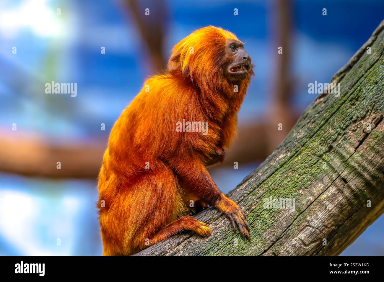 Golden lion tamarins are endangered primarily due to habitat loss and ...