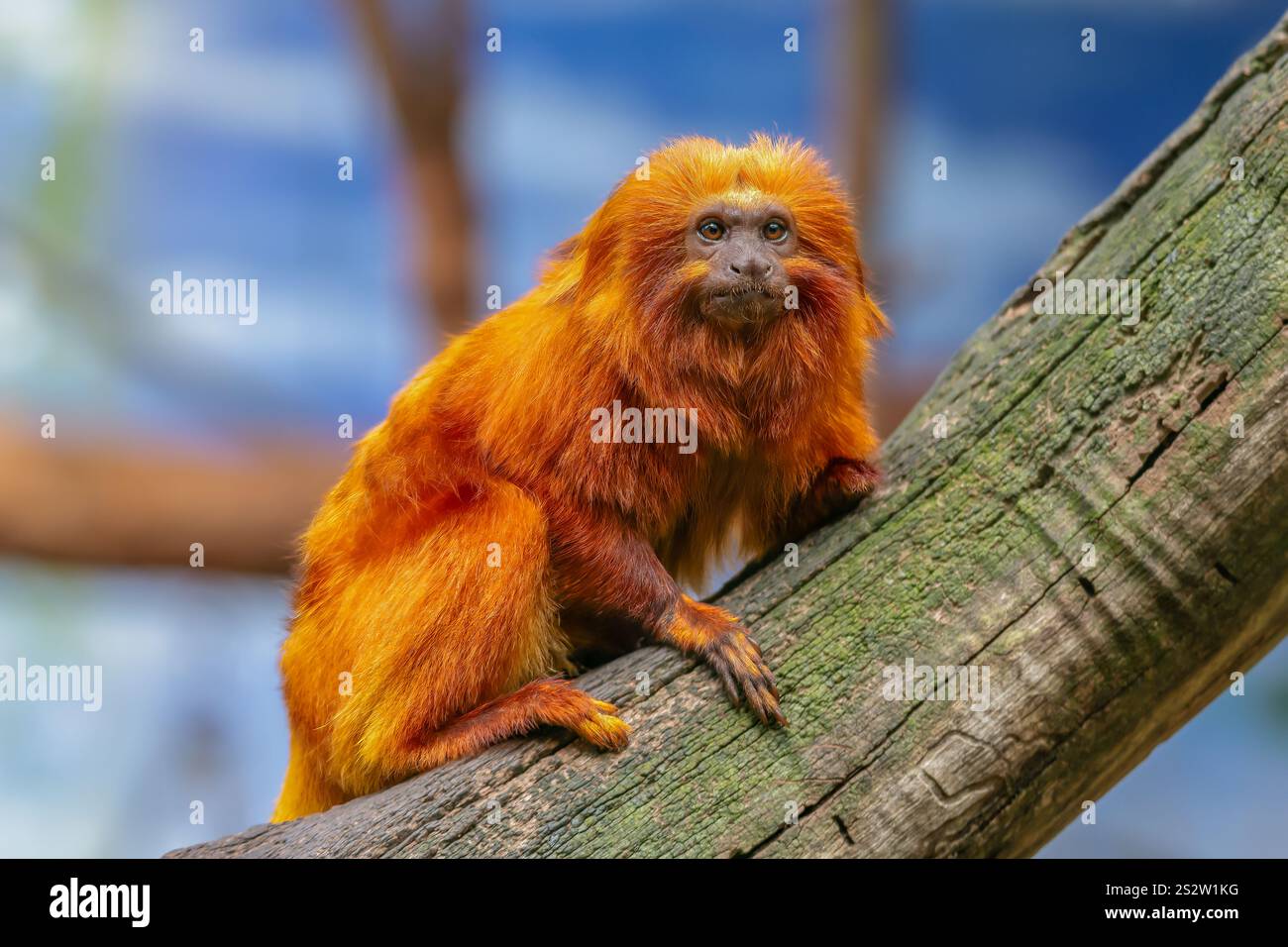 Golden lion tamarins are endangered primarily due to habitat loss and ...