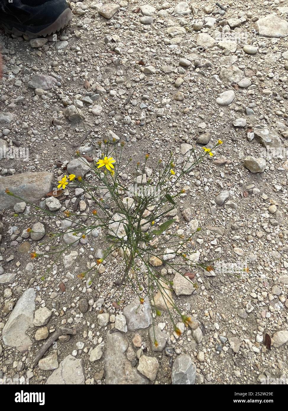 Texas Snakeweed (Gutierrezia texana Stock Photo - Alamy