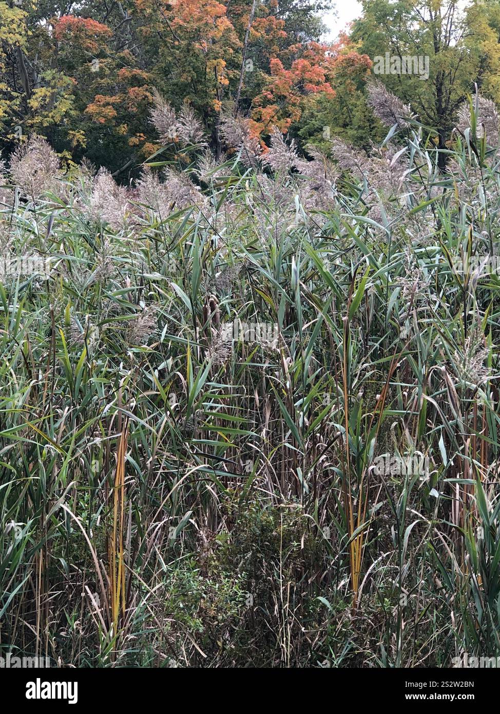 European reed (Phragmites australis australis Stock Photo - Alamy