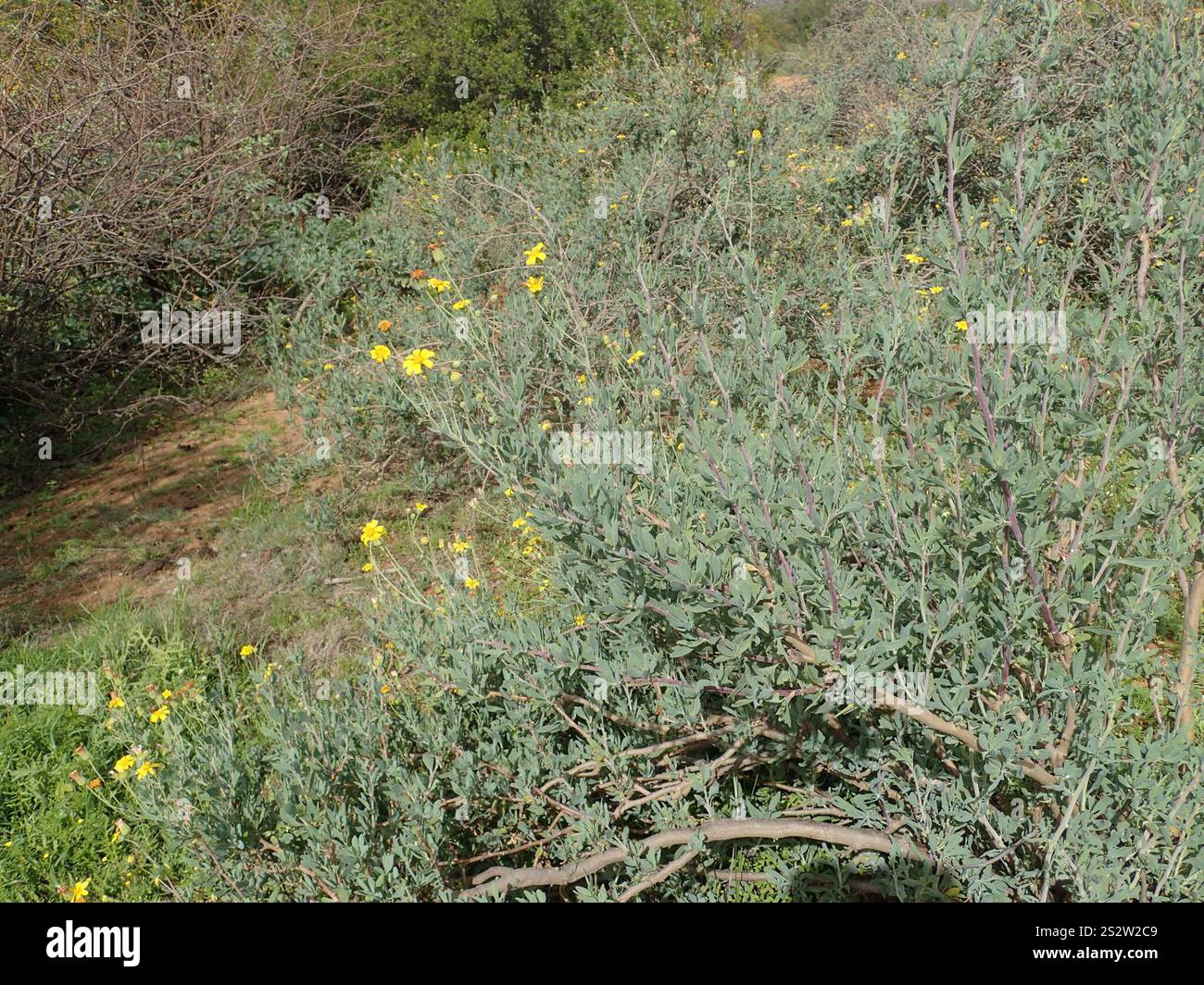 Sand Babooncabbage (Othonna coronopifolia Stock Photo - Alamy
