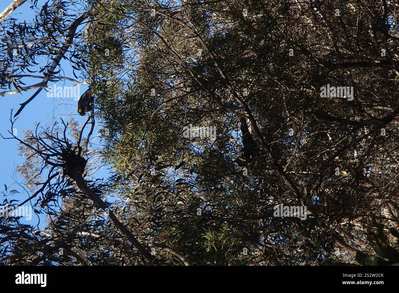Yellow-tailed Black Cockatoo (Zanda funerea Stock Photo - Alamy