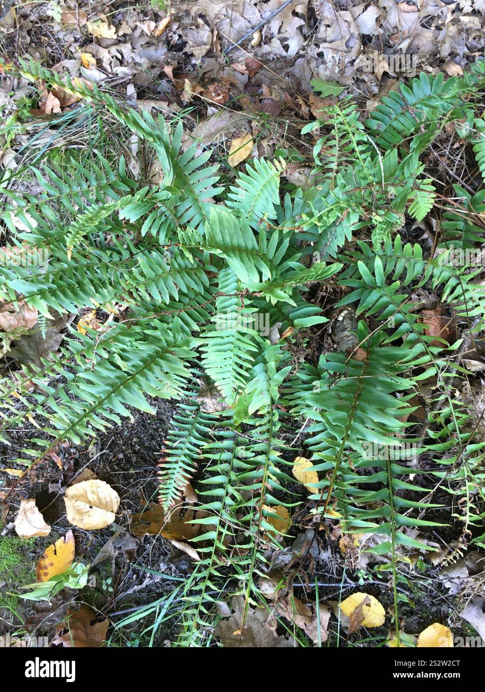 Christmas fern (Polystichum acrostichoides Stock Photo - Alamy