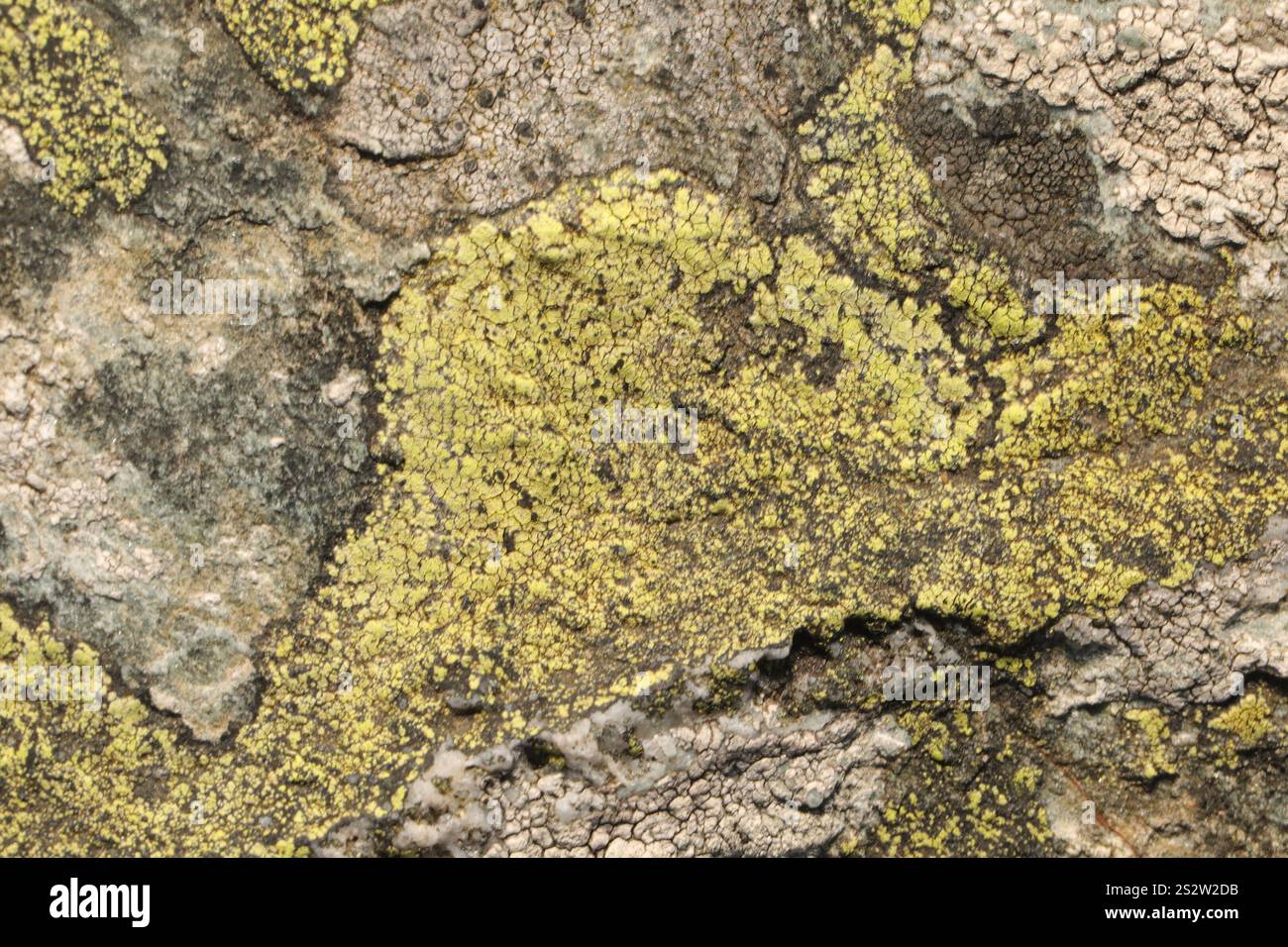 yellow map lichen (Rhizocarpon geographicum Stock Photo - Alamy
