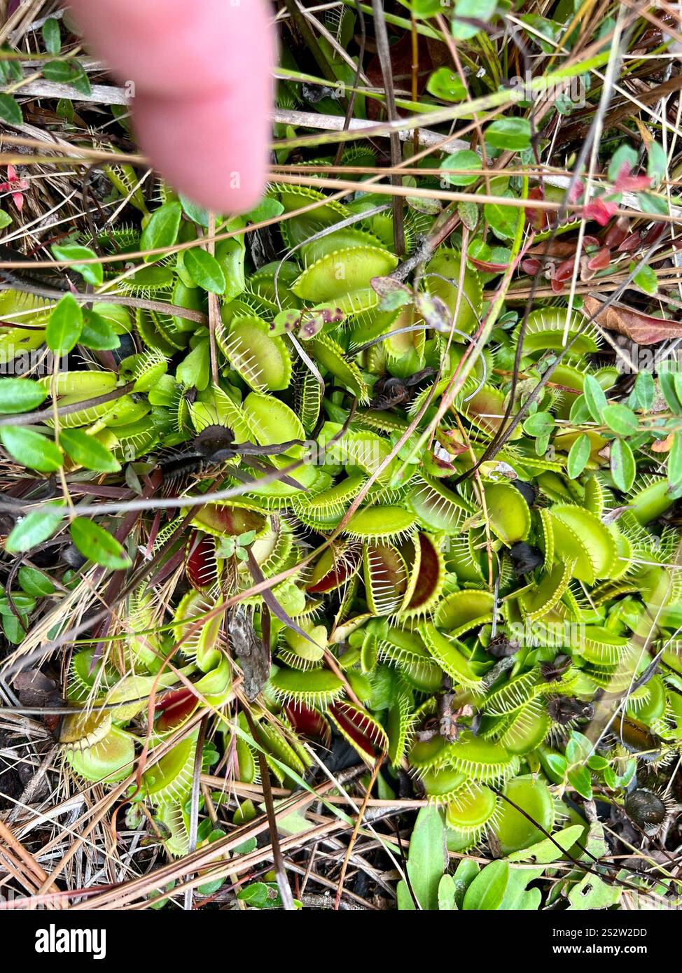 Venus flytrap (Dionaea muscipula Stock Photo - Alamy