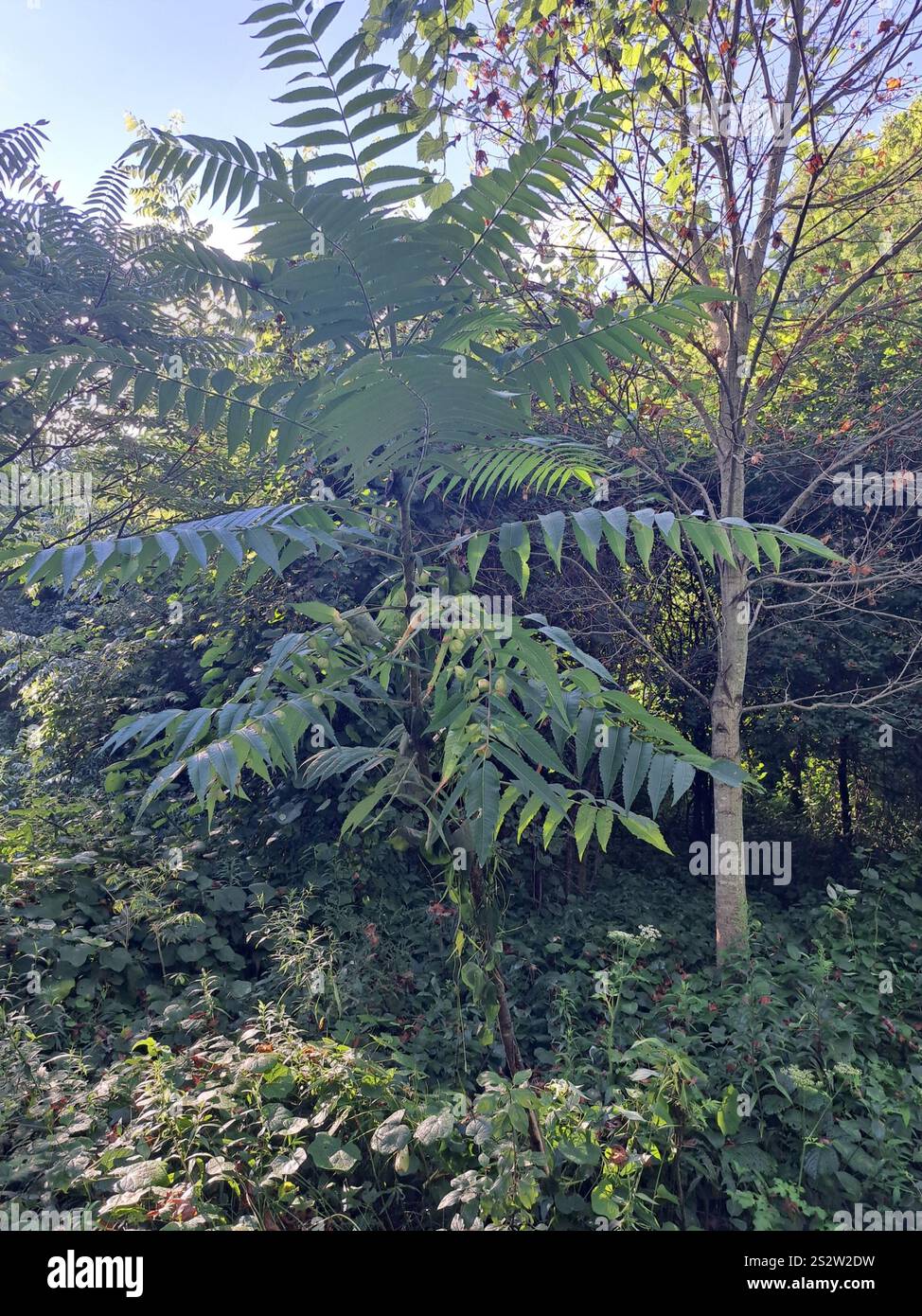 Sumac Gall Aphid (Melaphis rhois Stock Photo - Alamy