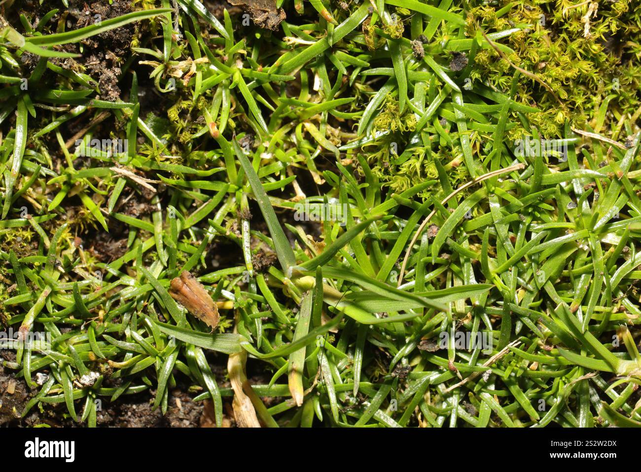 Procumbent Pearlwort (Sagina procumbens Stock Photo - Alamy