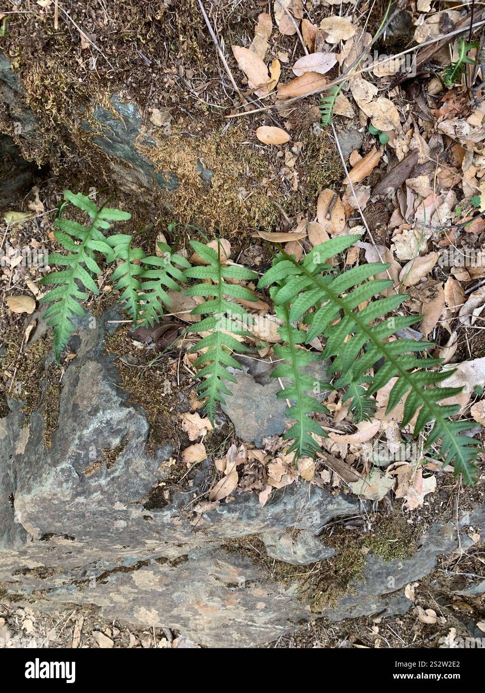 California Polypody (Polypodium californicum Stock Photo - Alamy