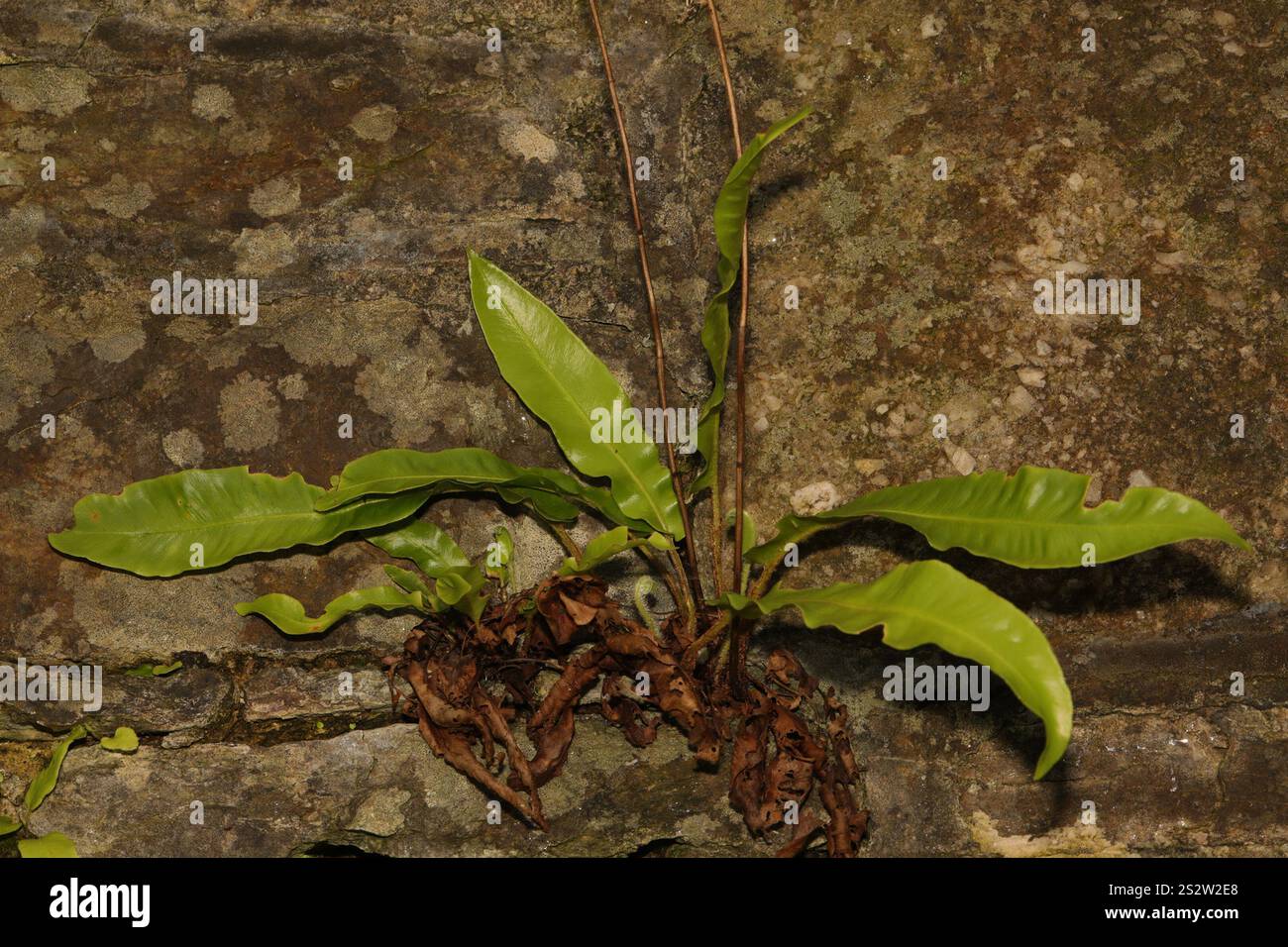 Hart's-tongue fern (Asplenium scolopendrium Stock Photo - Alamy